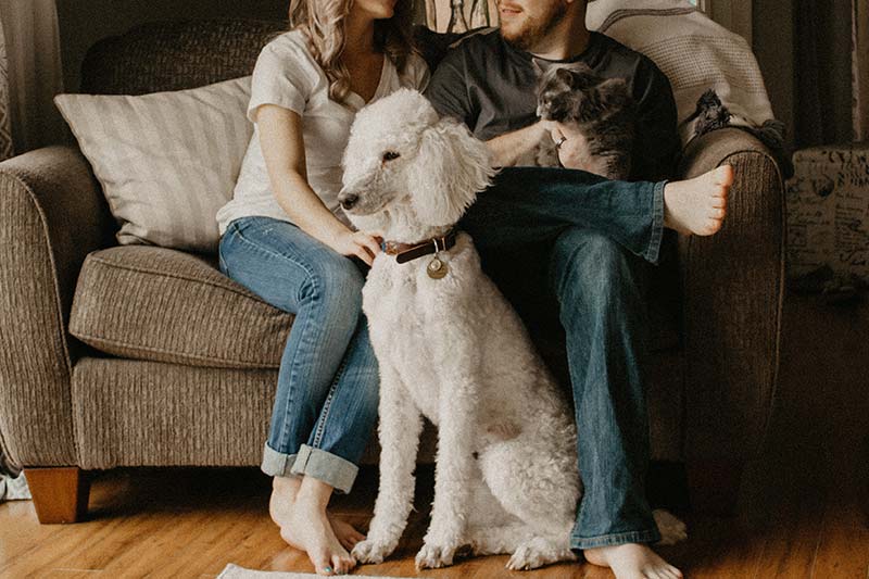 Do Landlords Allow Dogs Do Landlords Allow Dogs